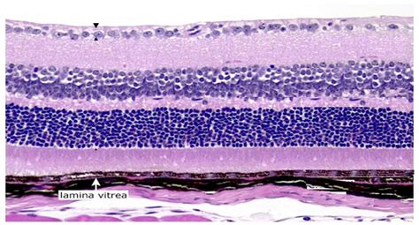 Diagram Of Retinal Histology And Structure Quizlet