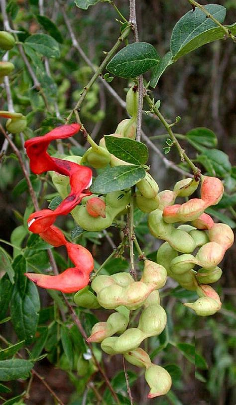 Guamuchil Tree