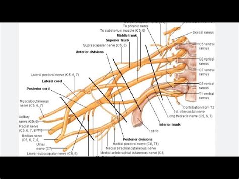 Brachial Plexus Netter