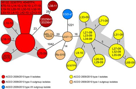 Minimum Spanning Tree Illustrating The Phylogenetic Relationship Based