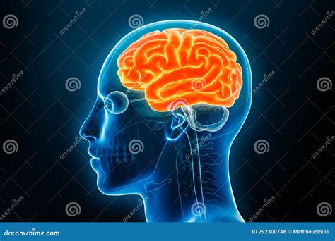 Cerebral Cortex Occipital Lobe In Red Color Profile View Isolated On