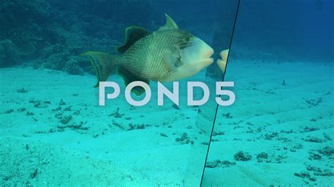 Triggerfish Bite