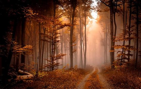 Stunning Autumn Forest 5120x1440 Autumn Hd Wallpaper Pxfuel