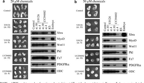 Figure 1 From Pi3k And Erk Mapk Mediate Erbb Signaling In Xenopus