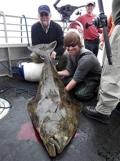 Pacific Halibut The Ocean Giant