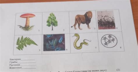 определите к каким царствам относятся живые организмы изображоные на рисунке Школьные Знания Com
