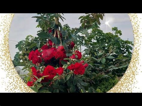 Самая морозостойкая роза для Урала! Девичьи грезы ! - YouTube