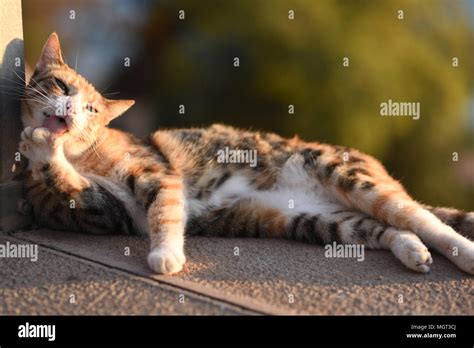 Cute Cat Grooming Himself Outdoors Stock Photo Alamy