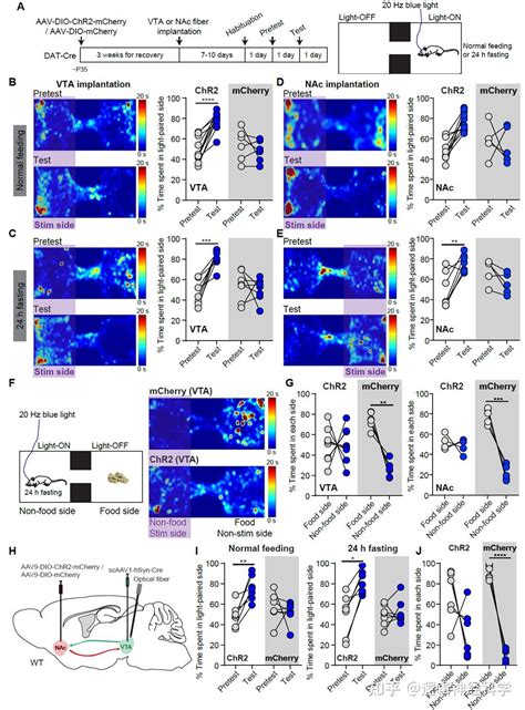Prog Neurobiol︱复旦大学肖雷课题组揭示中脑多巴胺神经元调控进食行为的神经机制 知乎
