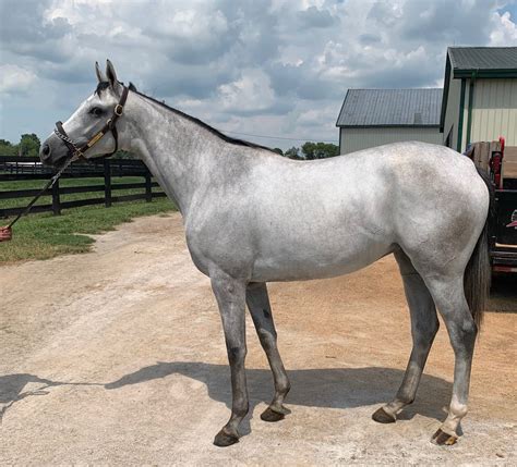 Gun Runnin Girl Bradley Thoroughbreds