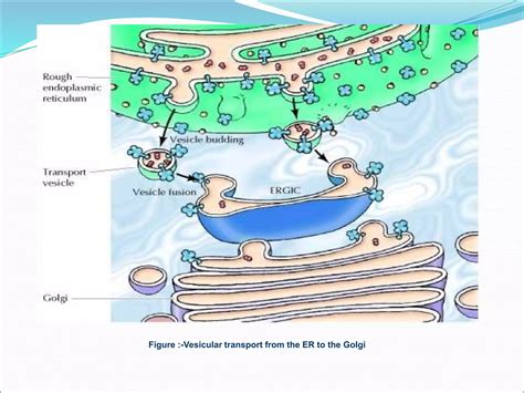 Protein Sorting And Targeting Ppt