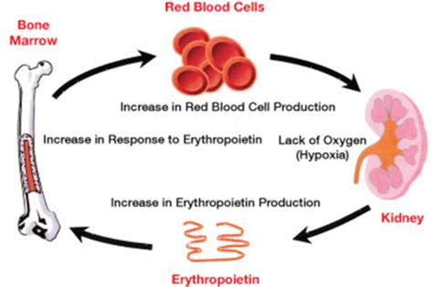 Regenerative Anemia Flashcards Quizlet