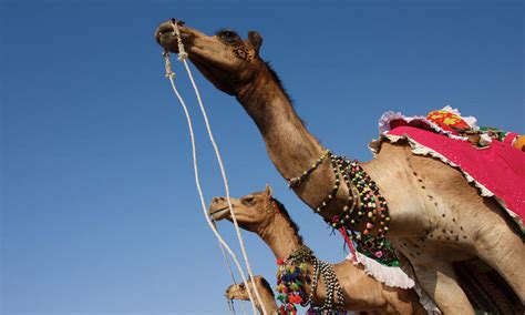 Camels Humps Humpless Camel Fanonmonsterhunter Wikia Fandom