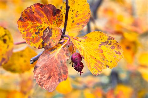 Moose Bite Design On Tumblr