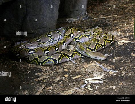 Asiatic Reticulated Python Broghammerus Reticulatus Malayopython