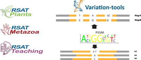 Rsat Variation Tools An Accessible And Flexible Framework To Predict The Impact Of Regulatory