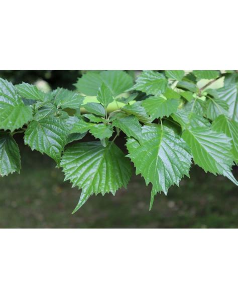 Euptelea Euptelea Polyandra