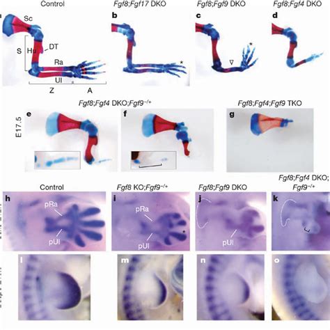 Effects Of Inactivating Aer Fgf Genes On Cell Survival Limb Bud Size Download Scientific