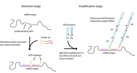 mapping mrna and protein expression with high signal to background in