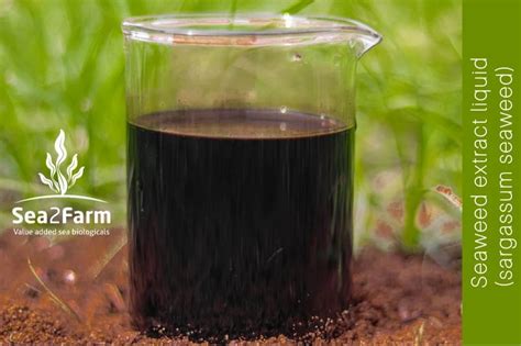 Liquid Seaweed Extract Fertilizer Seaweed Extract Liquid Fertilizer Latest Price
