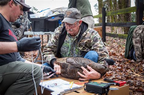 The National Wild Turkey Symposium Gathering The Greatest Minds In Wild Turkey Ecology The