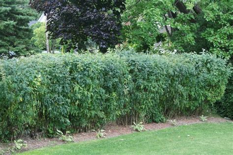 Photo Of The Entire Plant Of Siberian Pea Shrub Caragana Arborescens