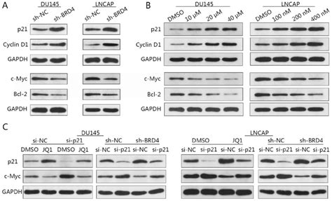 Reduction Of C Myc Expression Via Brd4 Inhibition Involves P21 A