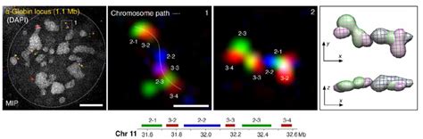 如何用超分辨显微镜观察染色质？ 全球智能网