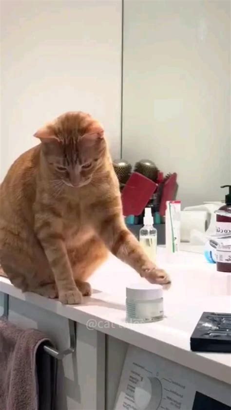 Kitty Cuddle A Purr Fect World Of Feline Fun Cat Getting Into