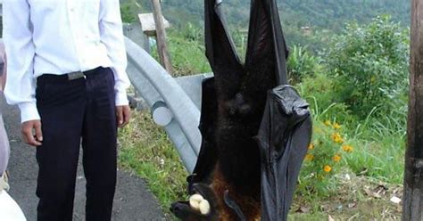 Meet The Largest Bat On Earth The Pemba Flying Fox With An Average