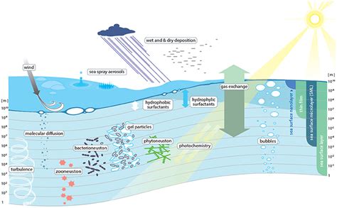 Frontiers The Oceans Vital Skin Toward An Integrated Understanding Of The Sea Surface Microlayer