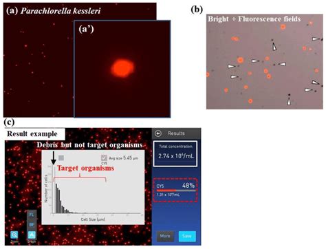 Measurement Example Of Microalgae By The Automated Countess Tm Ii Fl Download Scientific