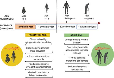 Schematic Illustration Of The Skewed Pattern Of Aml Incidence Rates Download Scientific Diagram