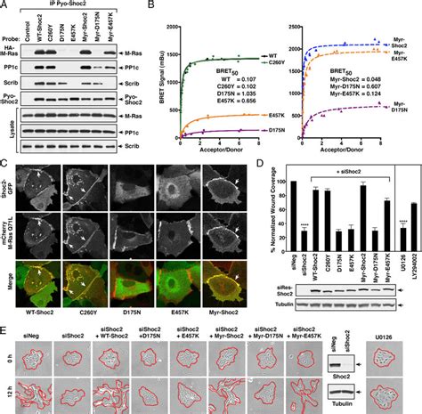 Analysis Of Shoc2 Mutant Proteins Protein Interactions Localization