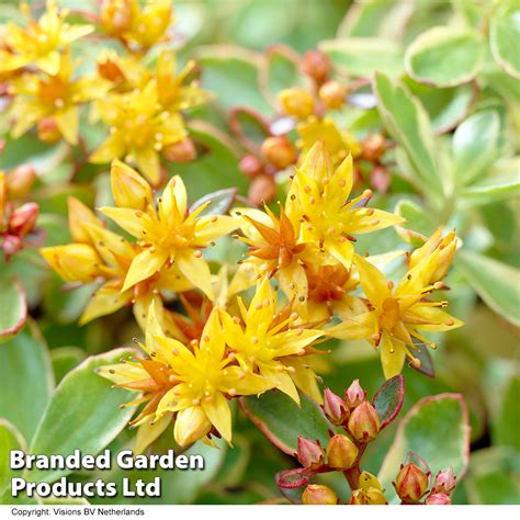 Sedum Kamtschaticum Var Kamtschaticum Variegatum Dobies