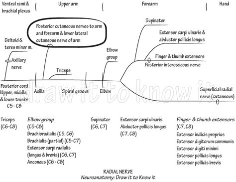 Gross Anatomy Glossary Posterior Cutaneous Nerve Of Forearm Ditki