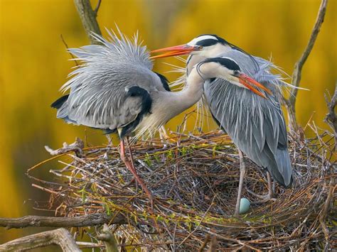Bird Reproductive Organs Birdfact