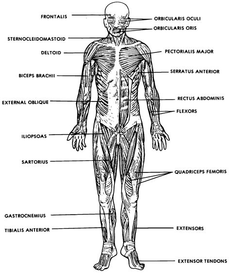 Body Muscles Anterior View At Arlene Mejia Blog