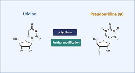 Frontiers Dynamic Regulation And Key Roles Of Ribonucleic Acid