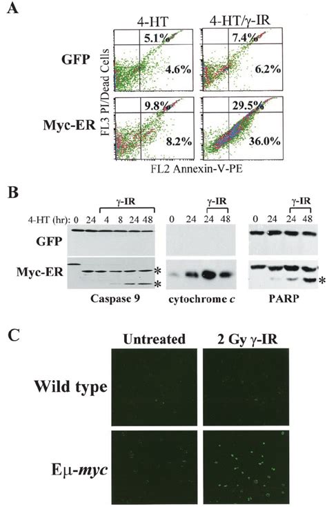 IR Triggers Apoptosis In Myc Expressing MEFs And In E Myc Download Scientific Diagram