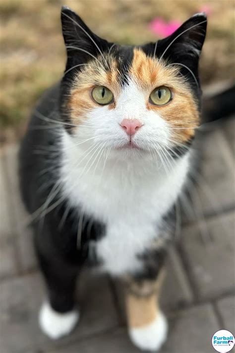 Adorable Cat With Green Eyes Calico Cat Face Tricolor Tortoiseshell