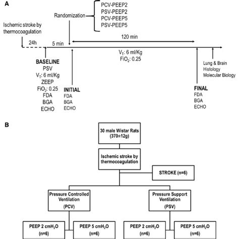A Timeline Representation Of The Experimental Protocol Respiratory Download Scientific Diagram