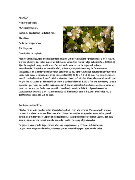 Arrayan Pdf Hoja Plantas