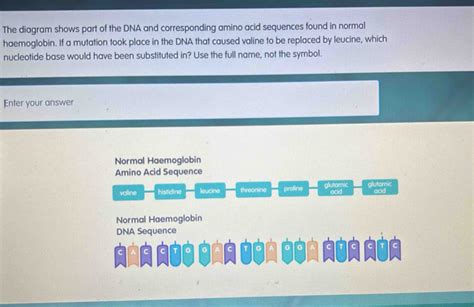 Solved: The diagram shows part of the DNA and corresponding amino acid sequences found in normal ...