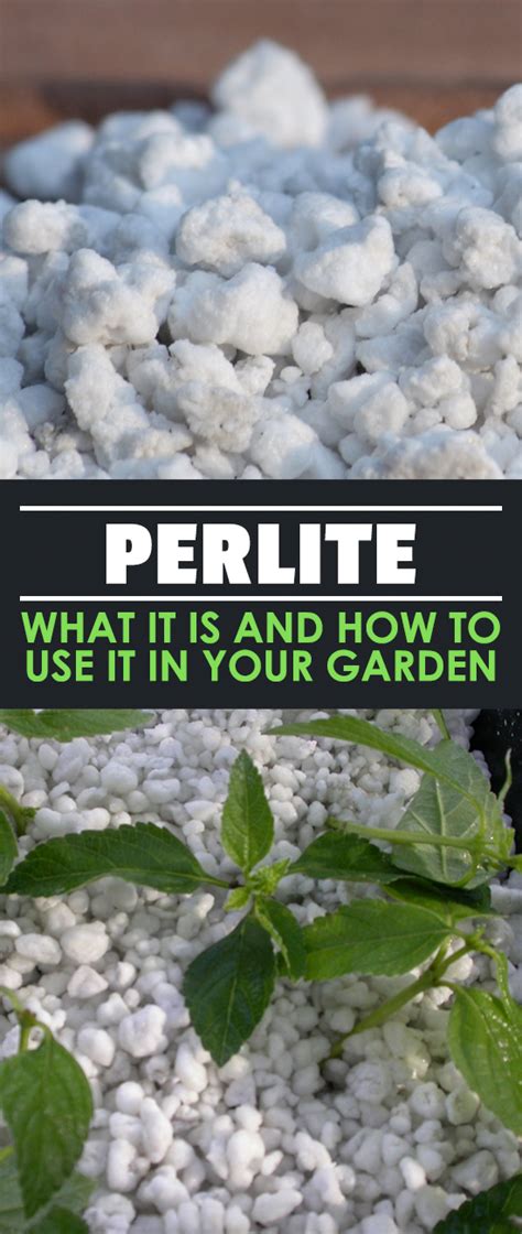 Perlite A Step By Step Guide To Using Perlite In Your Garden