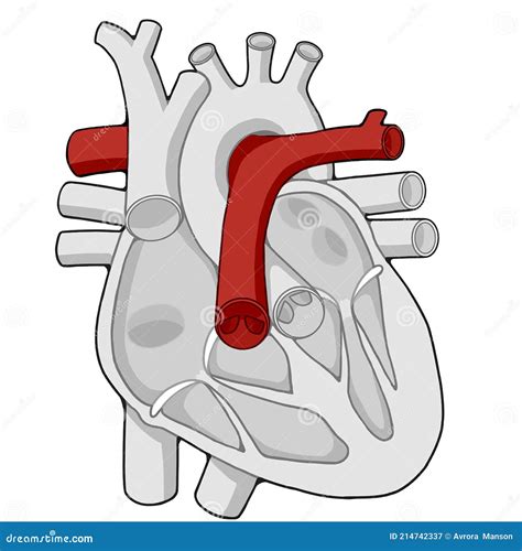 Pulmonary Artery
