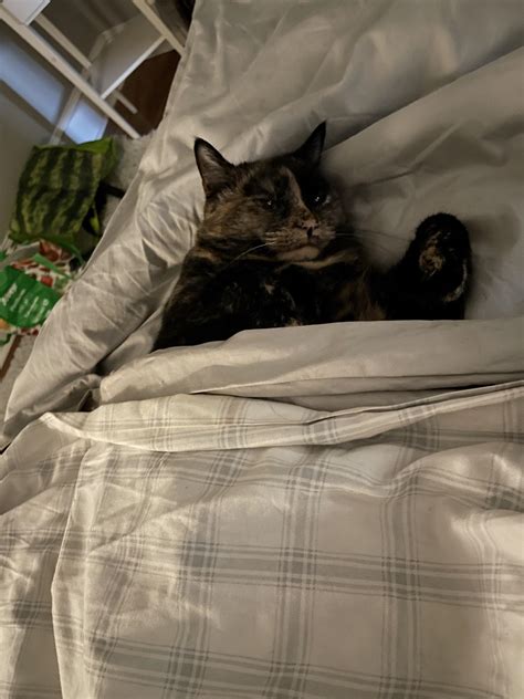 All Tucked In Rtuckedinkitties