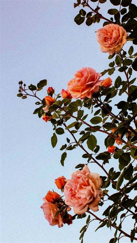 [100 ] Aesthetic Floral Wallpapers