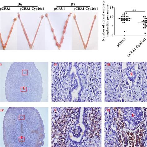 Pcr31‐cyp26a1 Recombinant Plasmid Vaccine Immunized Mice Model A