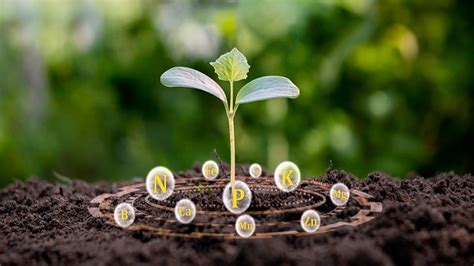 Secondary Macronutrients Market Innovations In Fertilizers And Soil